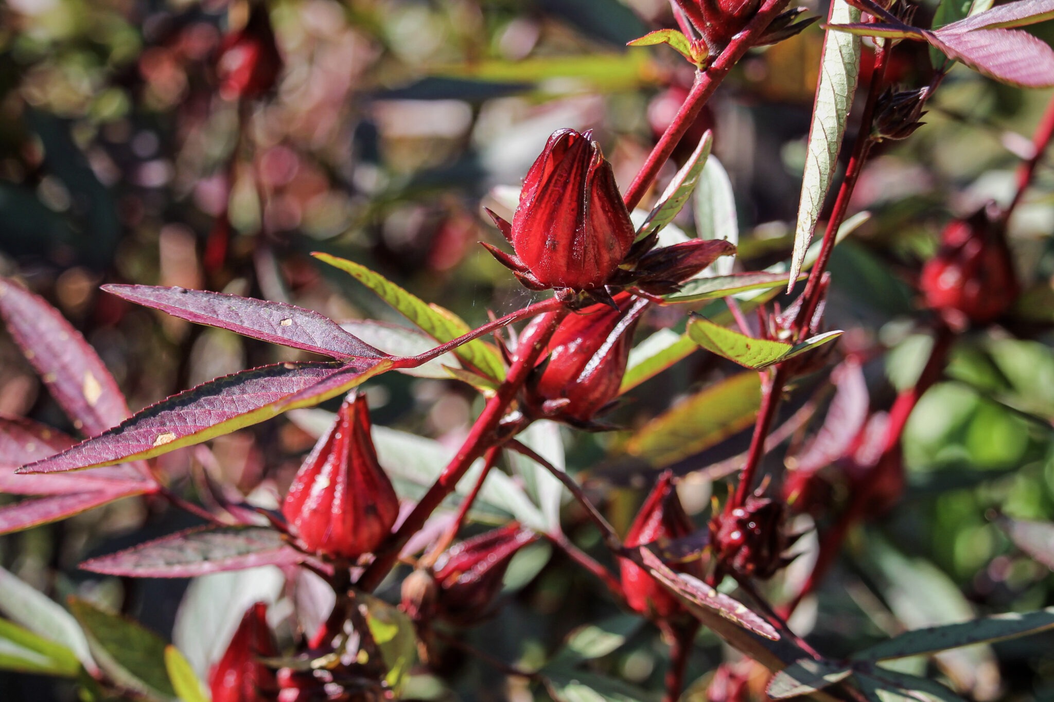 10 Spooky Plants to Get in the Halloween Spirit - Lewis Ginter ...
