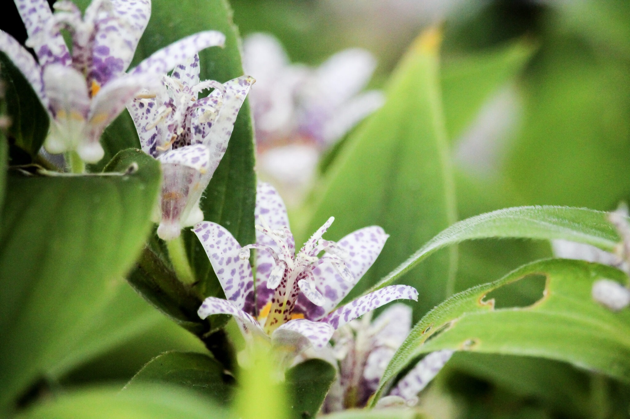 10 Spooky Plants to Get in the Halloween Spirit - Lewis Ginter ...