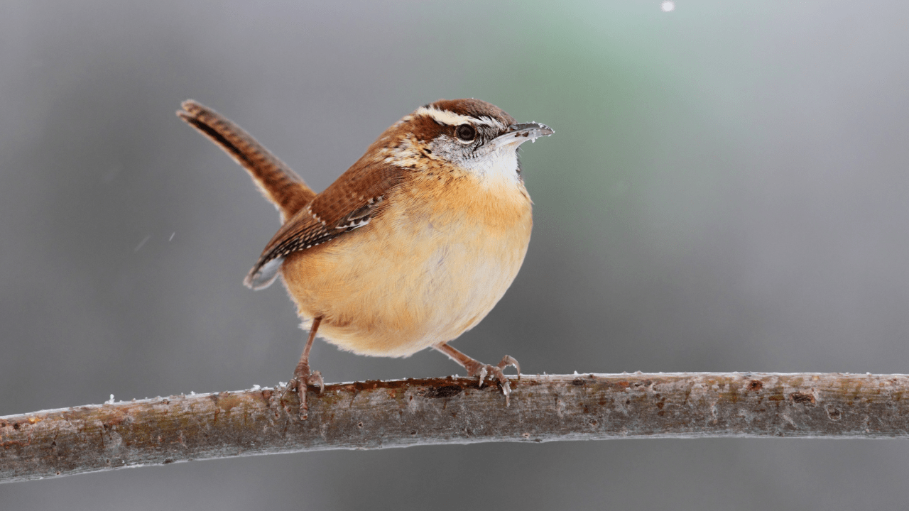 Birding for Beginners - Lewis Ginter Botanical Garden