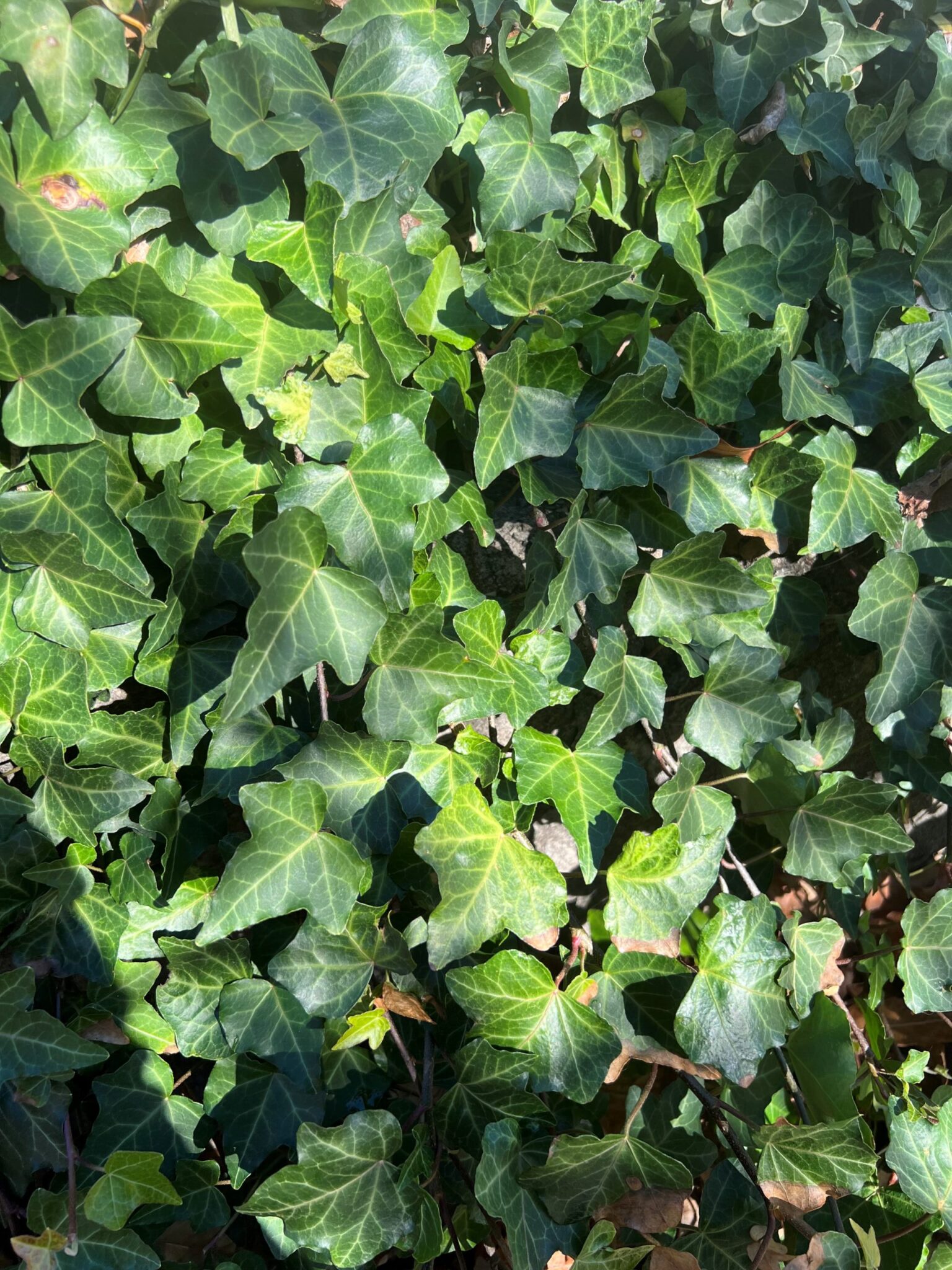 The Legends and Lore Behind Holiday Greenery - Lewis Ginter Botanical ...