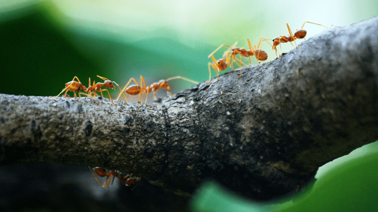Entomology for Beginners - Lewis Ginter Botanical Garden