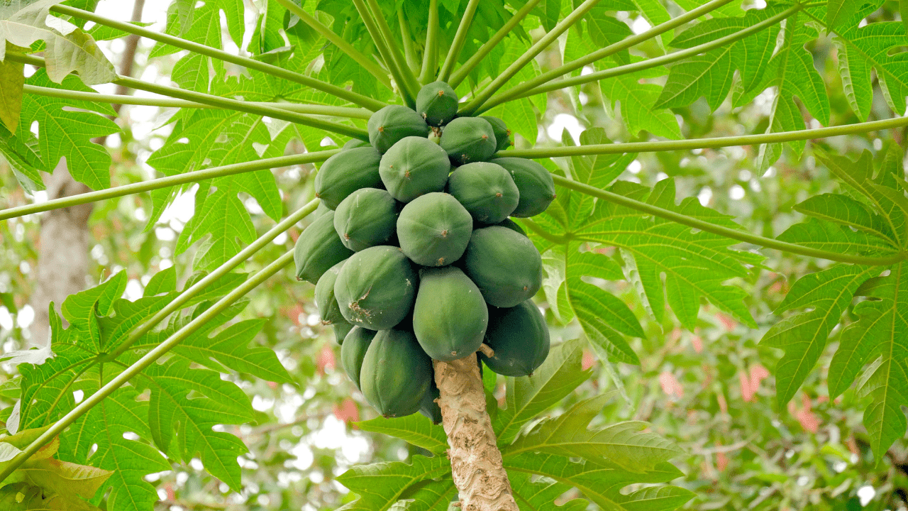 Grafting Fruit Trees - Lewis Ginter Botanical Garden