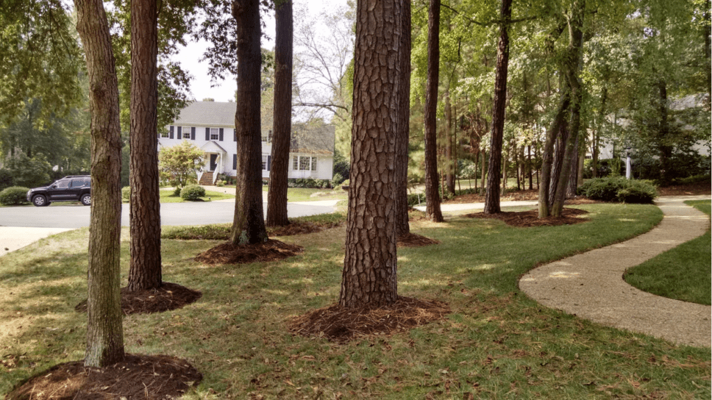 Introduction to Tree Care and Ownership - Lewis Ginter Botanical Garden