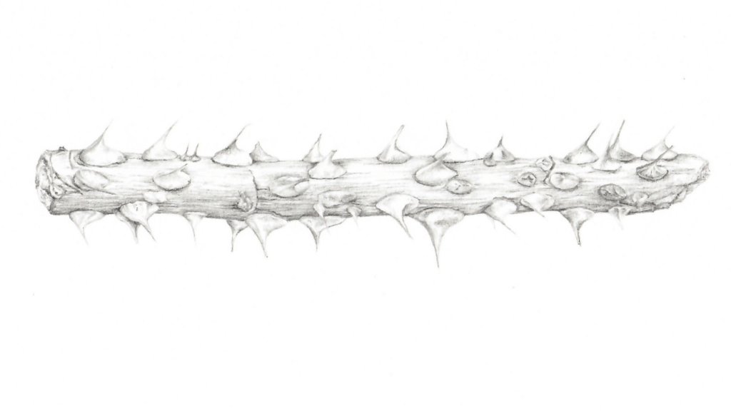 Prickles of a rose stem, rendered in graphite by Judith Towers - Lewis ...