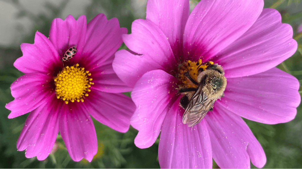 Spring Planting for Pollinators - Lewis Ginter Botanical Garden