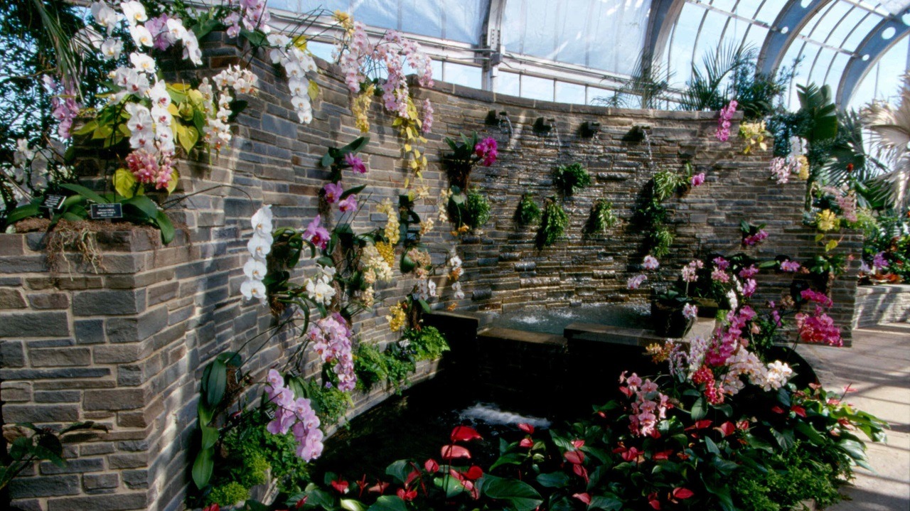 orchids in conservatory - Lewis Ginter Botanical Garden