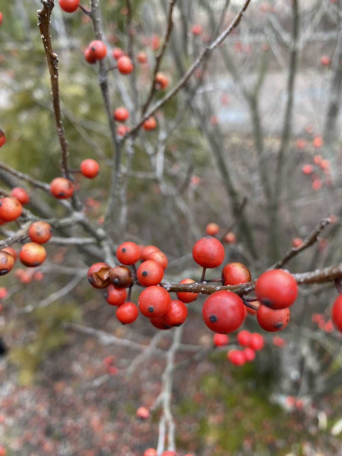 Virginia's Native Winterberry - Lewis Ginter Botanical Garden