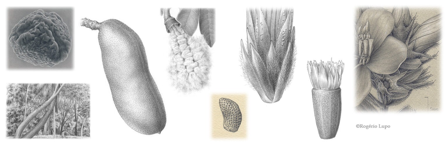 Rendering Textures in Graphite: Rogério Lupo - Lewis Ginter Botanical ...