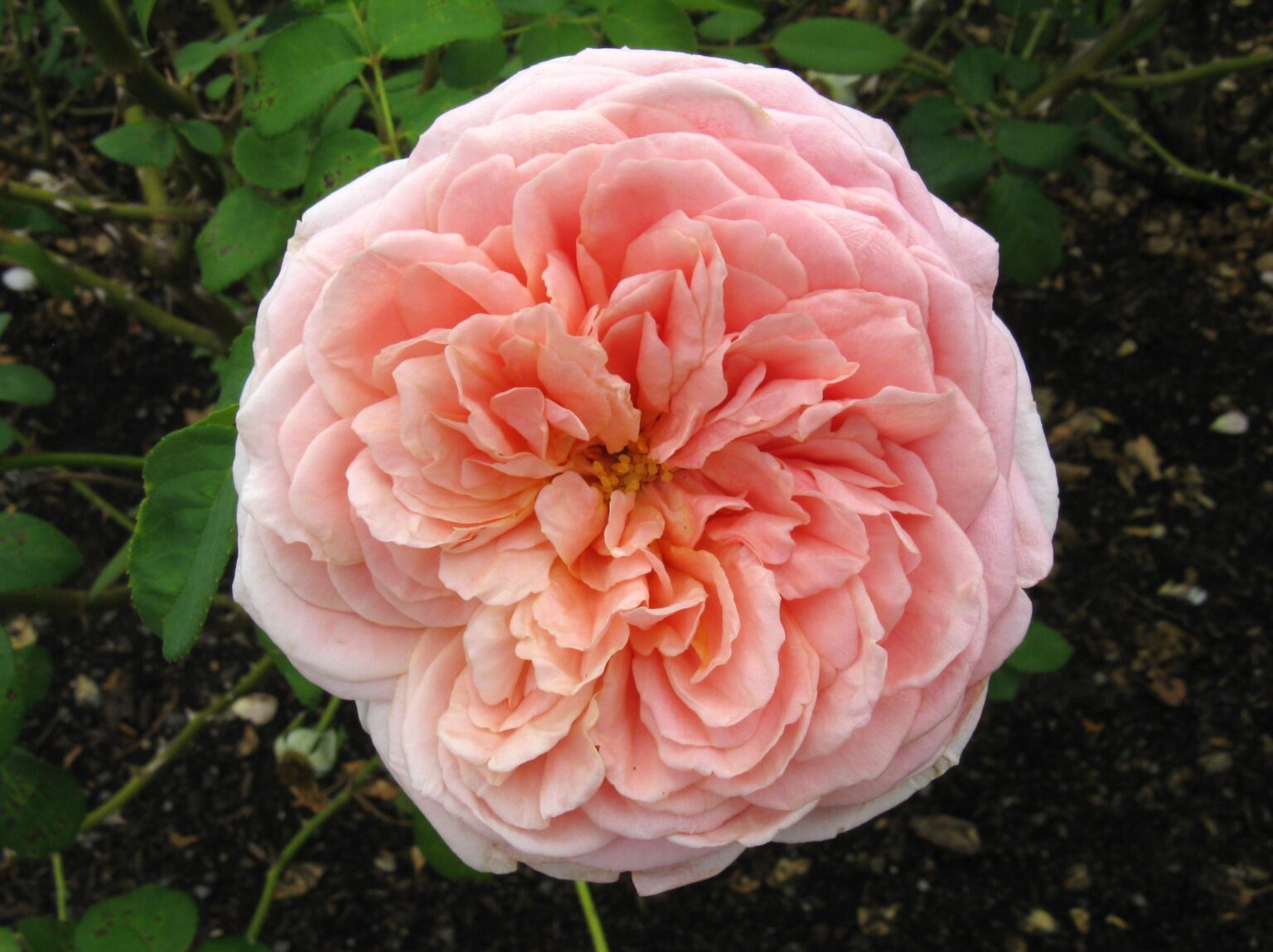 How the Rose Garden Grew - Lewis Ginter Botanical Garden