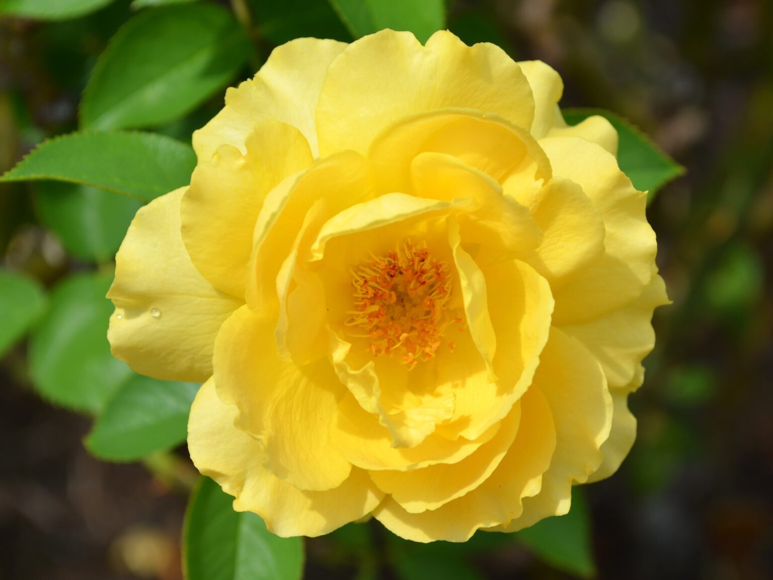 How the Rose Garden Grew - Lewis Ginter Botanical Garden