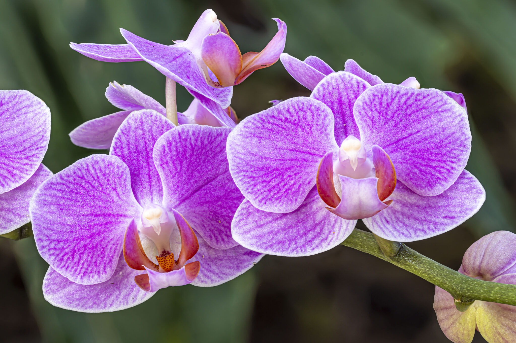 Get Ready for the 2025 Virginia Orchid Society Show and Sale - Lewis ...