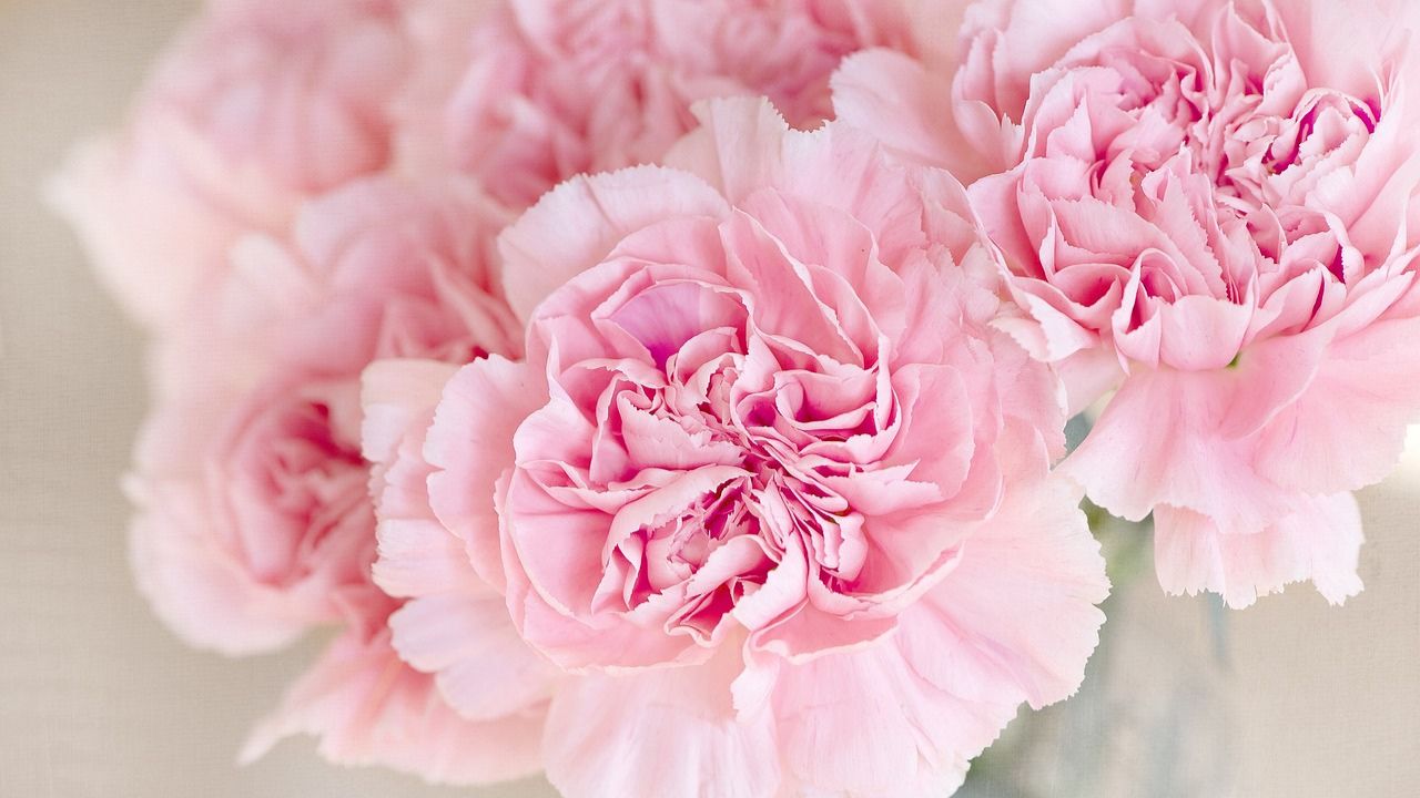 Carnation Crazy - Lewis Ginter Botanical Garden