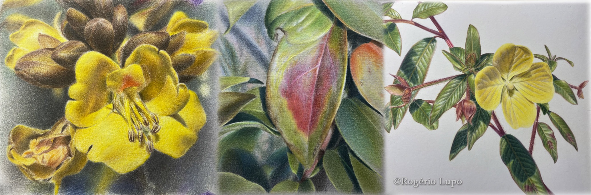 Botanical Art Illustration Courses - Lewis Ginter Botanical Garden